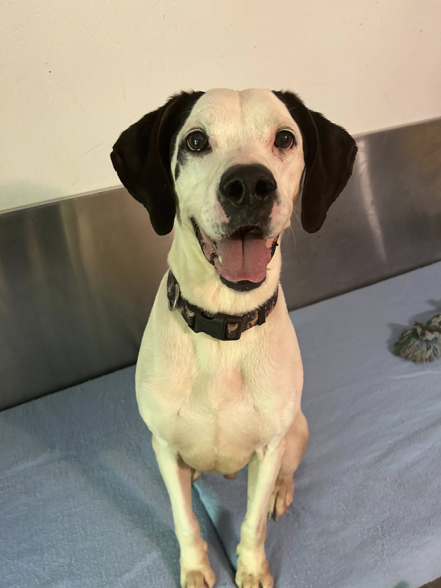 Jimmothy | Animal Friends WV